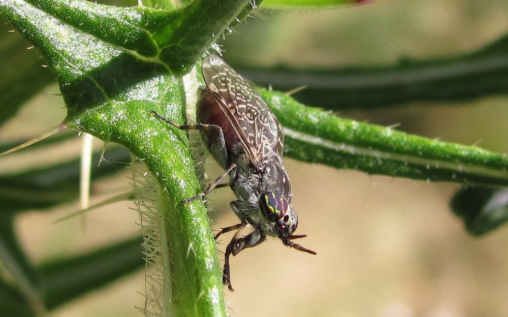 LES INSECTES DU HAUT-JURA Diptères Mouches Tabanoides 2